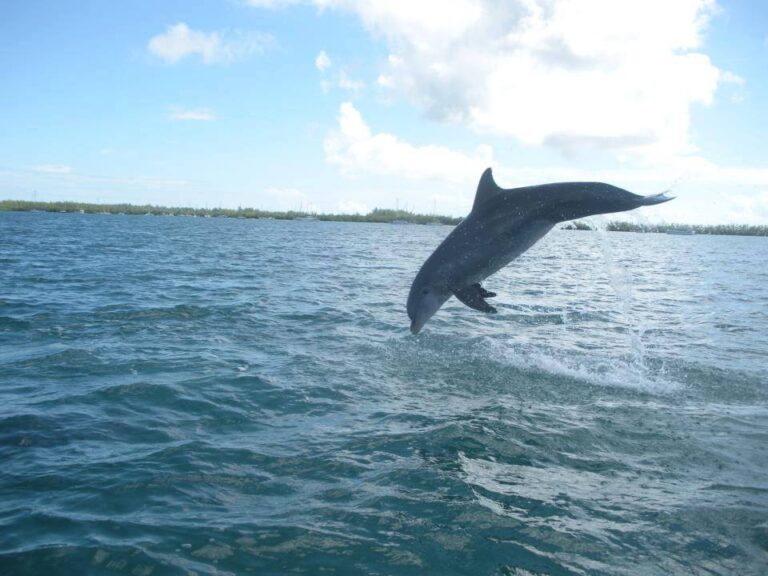 Dolphins in Key West | Attractions Key West